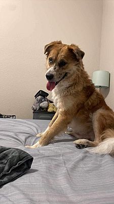 Springfield, MO - Australian Shepherd. Meet Toby a Pet for Adoption ...