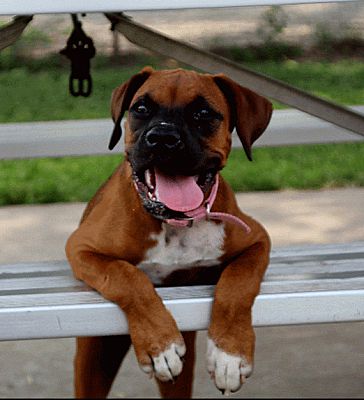 Lincoln, NE - Boxer. Meet BETSY a Pet for Adoption - AdoptaPet.com