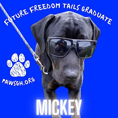 Aberdeen, WA - Labrador Retriever/Mastiff. Meet Mickey a Pet for ...