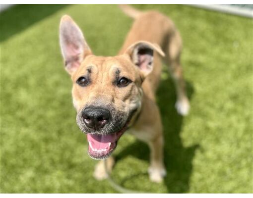 St. Louis, MO - American Pit Bull Terrier. Meet ISABELLA a Pet for ...