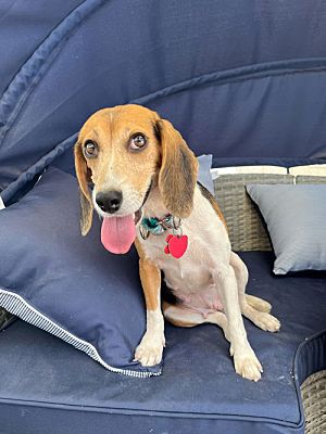 Las Vegas, NV - Beagle. Meet Moonlight a Pet for Adoption - AdoptaPet.com