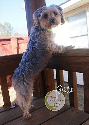 Benton, LA - Yorkie, Yorkshire Terrier. Meet Giblet a Pet for Adoption ...