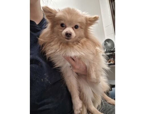 Atlanta, GA - Pomeranian. Meet Tinsel a Pet for Adoption - AdoptaPet.com