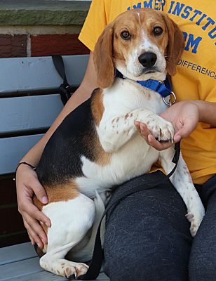 Harrison, NY - Beagle. Meet Pepper a Pet for Adoption - AdoptaPet.com