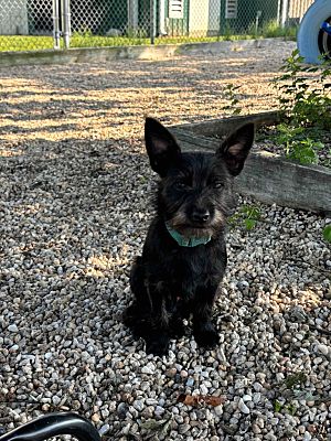 Ridgely, MD - Chihuahua/Yorkie, Yorkshire Terrier. Meet Freddie a Pet ...
