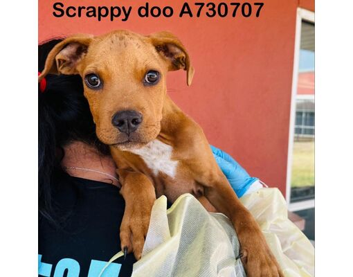 San Antonio, TX - Boxer/Mixed Breed (Medium). Meet Scrappy Doo a Pet ...