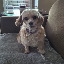 Pacific, MO - Cavalier King Charles Spaniel/Poodle (Miniature). Meet ...