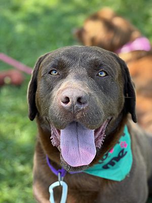 Sugar Grove, IL - Labrador Retriever. Meet Hunter a Pet for Adoption ...