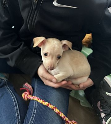 Raleigh, NC - Chihuahua. Meet Rambo a Pet for Adoption - AdoptaPet.com