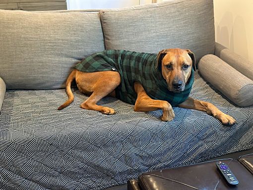 Oakland, CA - Rhodesian Ridgeback/Mutt. Meet Penny a Pet for Adoption ...