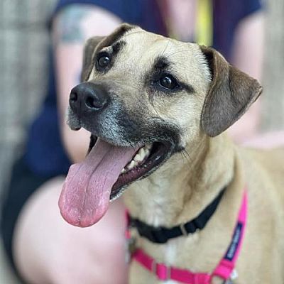 Arlington, VA - Rhodesian Ridgeback/Black Mouth Cur. Meet Willow a Pet ...
