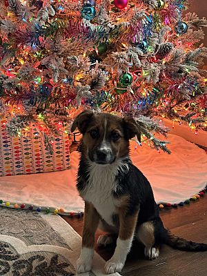 Sparta, NJ - Australian Shepherd/Beagle. Meet Blair - available 12/22 a ...