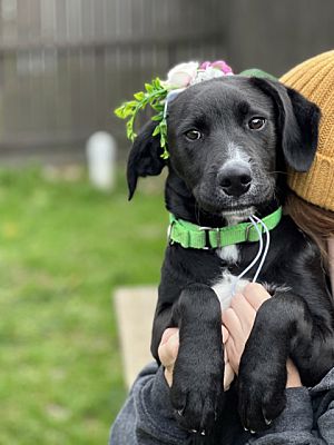 Sparta, NJ - Border Collie/Beagle. Meet Mary a Pet for Adoption ...