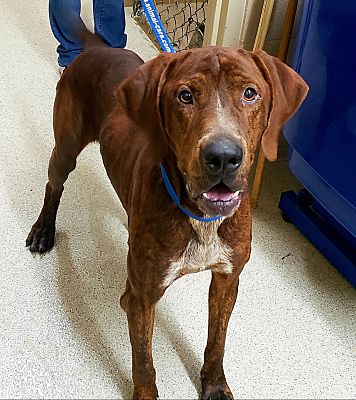 Albemarle, NC - Redbone Coonhound/Labrador Retriever. Meet Red a Pet ...