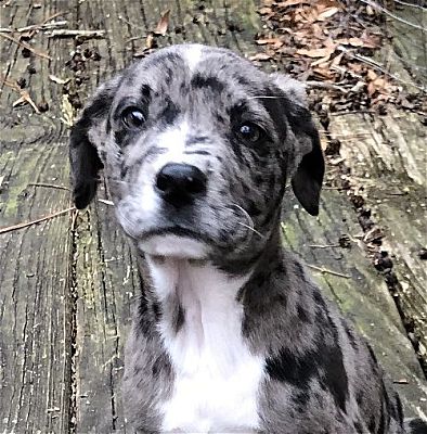 Locust Fork, AL - Catahoula Leopard Dog/Shepherd (Unknown Type). Meet ...