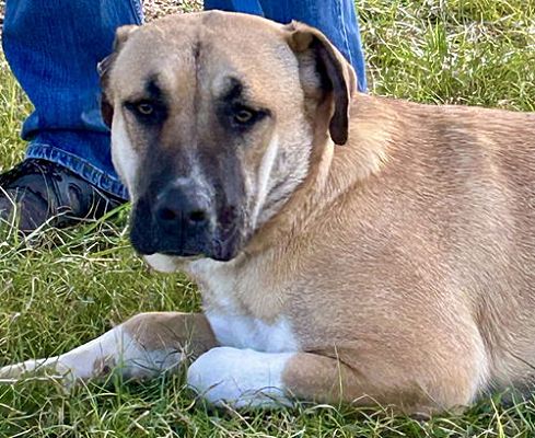 New Haven, CT - Black Mouth Cur/Anatolian Shepherd. Meet Penny Parsnip ...