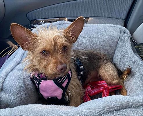 Columbia, TN - Yorkie, Yorkshire Terrier. Meet Lentz (Ginger)~ a Pet ...