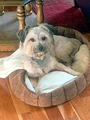 Normal, IL - Yorkie, Yorkshire Terrier. Meet Pixie a Pet for Adoption ...