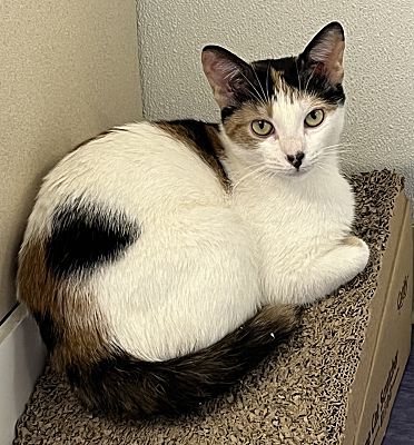 Harrison, NY - Domestic Shorthair. Meet April a Pet for Adoption ...