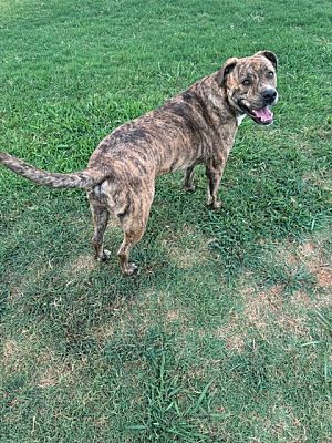 Oklahoma City, OK - Hound (Unknown Type). Meet MungoJerry a Pet for ...