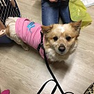 Corgi Puppies - Corgi Rescue and Adoption Near You