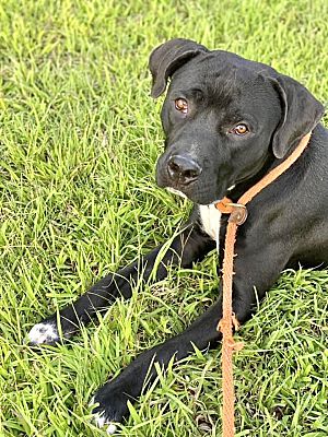 Chicago, IL - Pit Bull Terrier. Meet Randy a Pet for Adoption ...