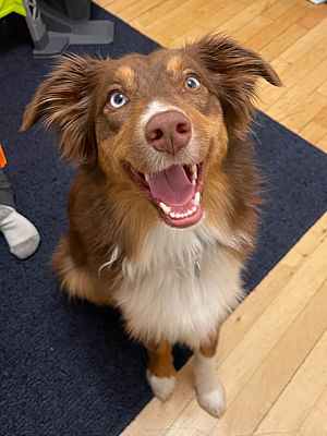 Minneapolis, MN - Australian Shepherd. Meet Molly a Pet for Adoption ...