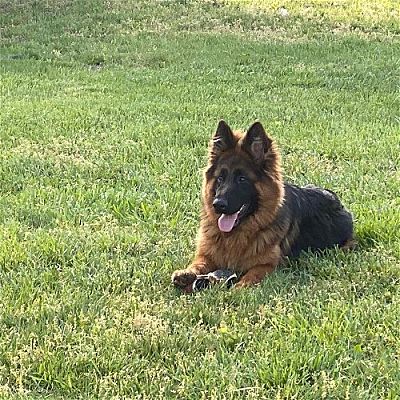 Mt. Airy, MD - German Shepherd Dog. Meet Kitana a Pet for Adoption ...