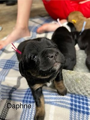 Wharton, TX - Boston Terrier. Meet KZ1 Daphne a Pet for Adoption ...