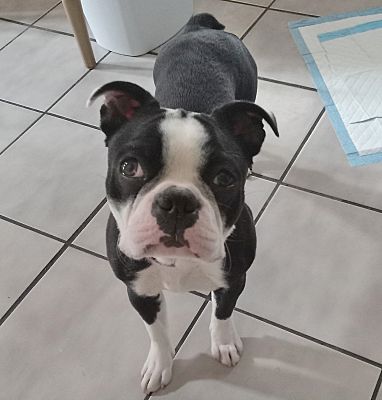 Traverse City, MI - Boston Terrier. Meet Queenie a Pet for Adoption ...