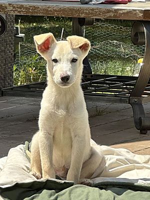 Collingswood, NJ - Carolina Dog. Meet Dingo a Pet for Adoption ...