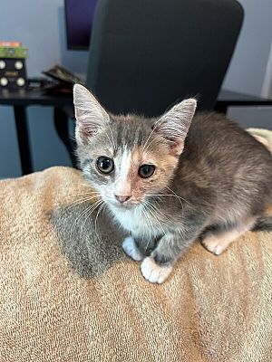 Raleigh, NC - Domestic Shorthair. Meet Noni a Pet for Adoption ...