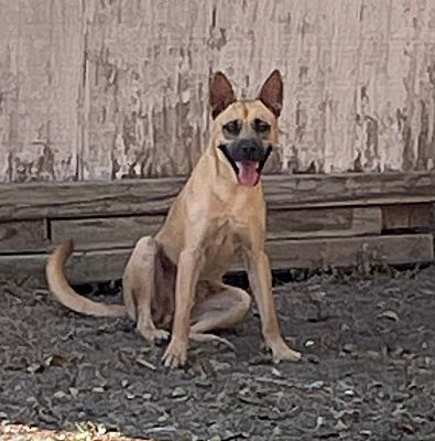 Avon, CT - Black Mouth Cur/Shepherd (Unknown Type). Meet Mr Banks a Pet ...