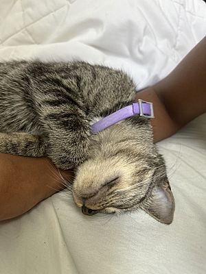 Atlanta, GA - Tabby. Meet Molly a Pet for Adoption - AdoptaPet.com