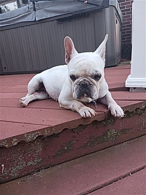 St Louis, MO - French Bulldog. Meet Connie a Pet for Adoption ...