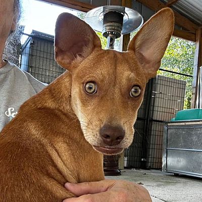 Hamilton, NJ - Carolina Dog/Shepherd (Unknown Type). Meet Akila a Pet ...