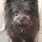 Pomeranian Puppies - Pomeranian Rescue and Adoption Near You