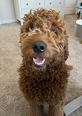 Apex, NC - Goldendoodle. Meet Simba a Pet for Adoption - AdoptaPet.com