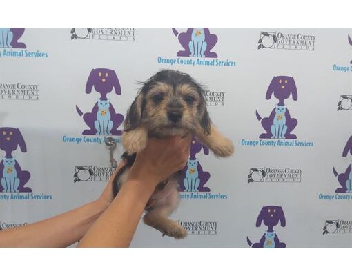 Orlando, FL - Chihuahua/Poodle (Miniature). Meet GRIZZ a Pet for ...