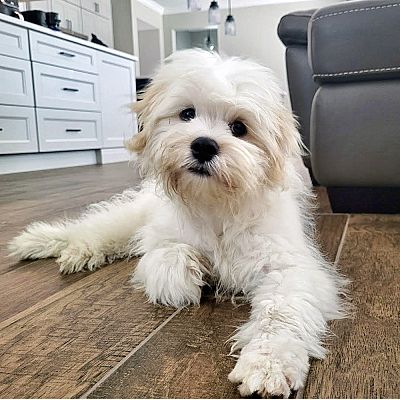 Orlando, FL - Shih Tzu/Maltese. Meet Fritter a Pet for Adoption ...