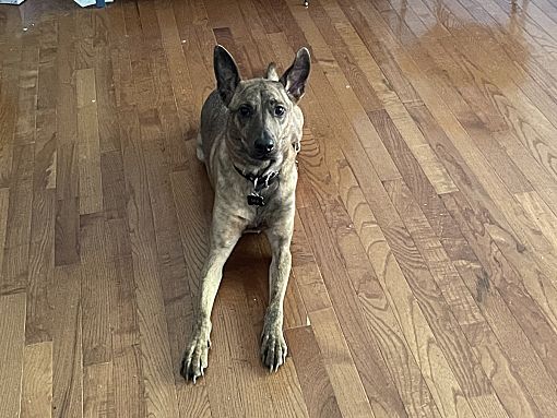 Canton, GA - Belgian Malinois/Whippet. Meet Mia a Pet for Adoption ...