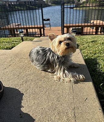 The Colony, TX - Yorkie, Yorkshire Terrier. Meet Dallas a Pet for ...