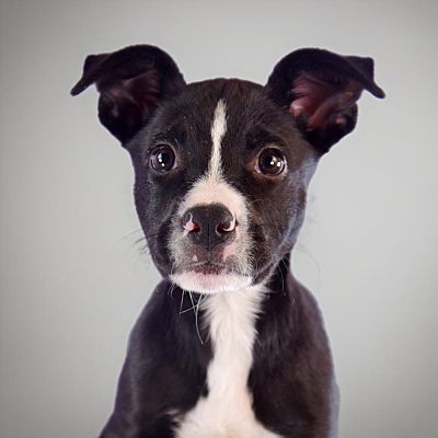 Sheridan, CO - Corgi/Boston Terrier. Meet Farm Store Pups - Carrot a ...