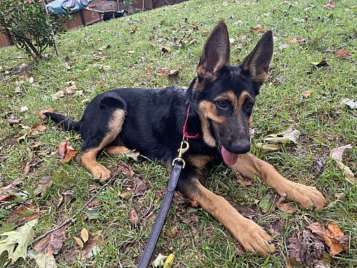 Hagerstown, MD - German Shepherd Dog. Meet Ranger (4-6 month PUPPY) a ...
