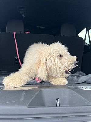 Orlando, FL - Goldendoodle. Meet Precious a Pet for Adoption ...