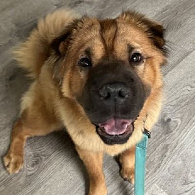 Oceanside, CA - Chow Chow/Mixed Breed (Medium). Meet Utah a Pet for ...