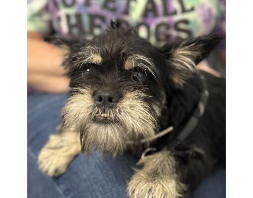 Houston, TX - Yorkie, Yorkshire Terrier. Meet Morgan a Pet for Adoption ...
