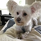 Maltere Puppies - Maltese Rescue and Adoption Near You