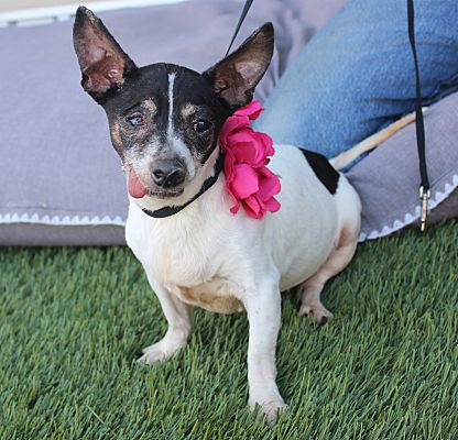 Creston, CA - Rat Terrier. Meet Laverne a Pet for Adoption - AdoptaPet.com
