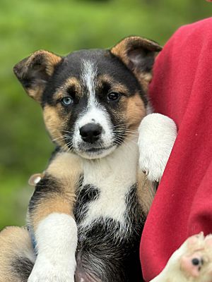 Sparta, NJ - Husky/Beagle. Meet Rocky a Pet for Adoption - AdoptaPet.com
